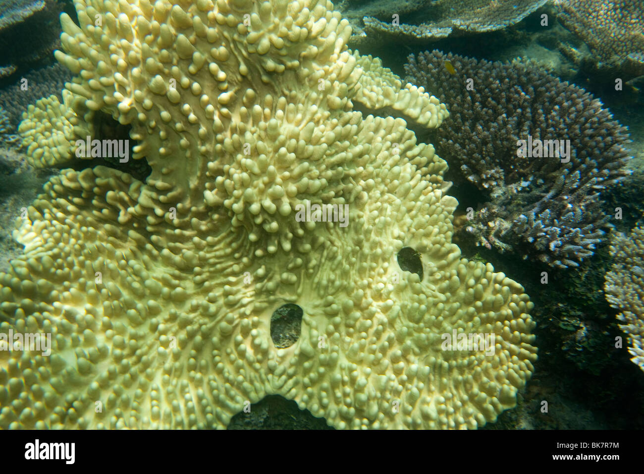 Coral on the Great Barrier Reef in Queensland, Australia Stock Photo ...