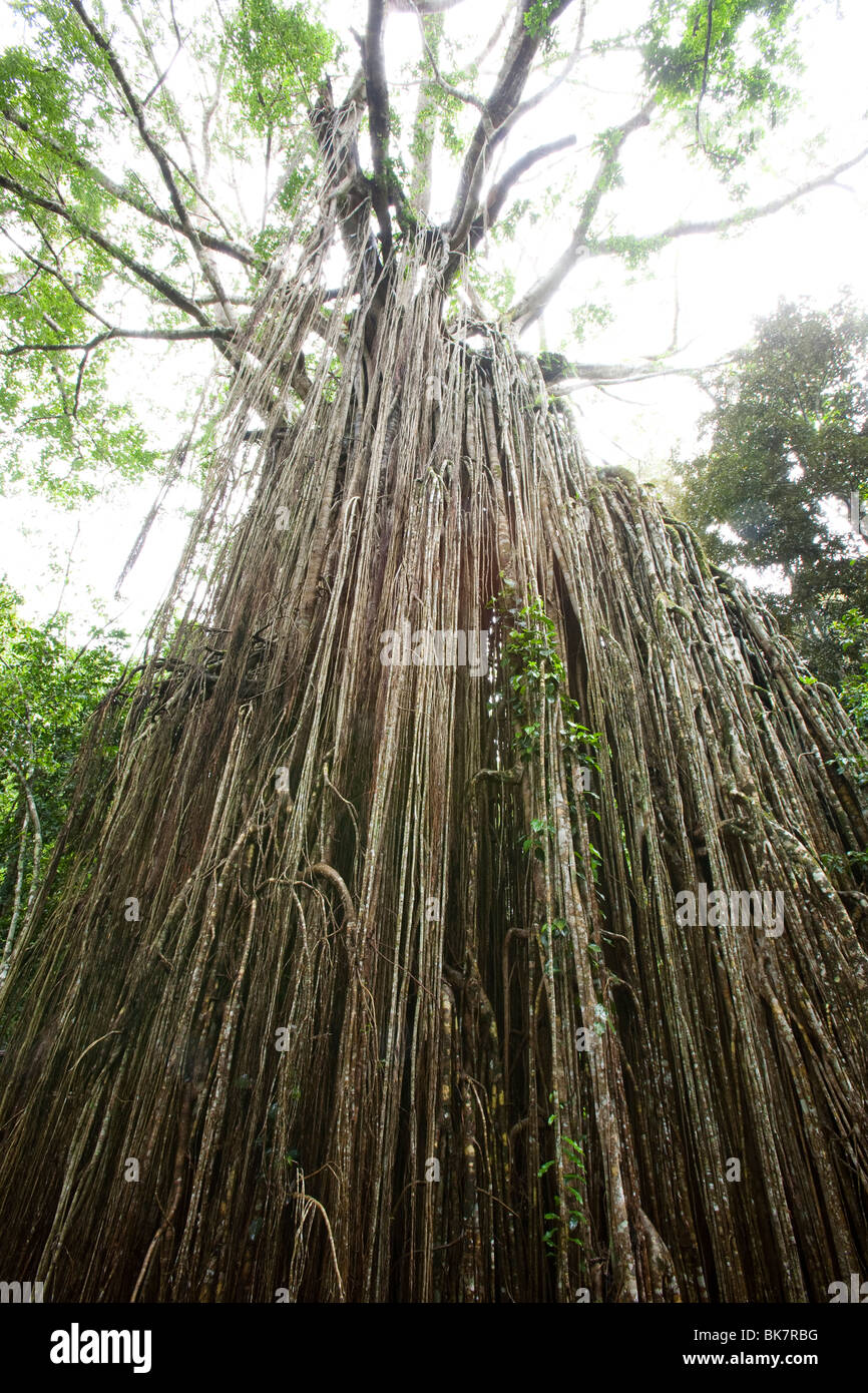 The Cathedral Fig Tree, a massive Green Fig Tree (Ficus virens) in the ...