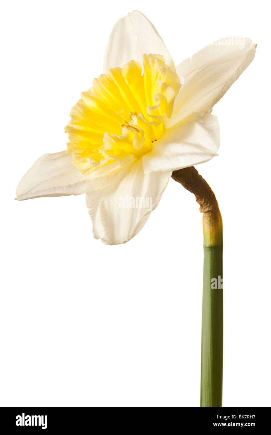 White Spring Daffodil Flower Isolated on White Background Stock Photo ...