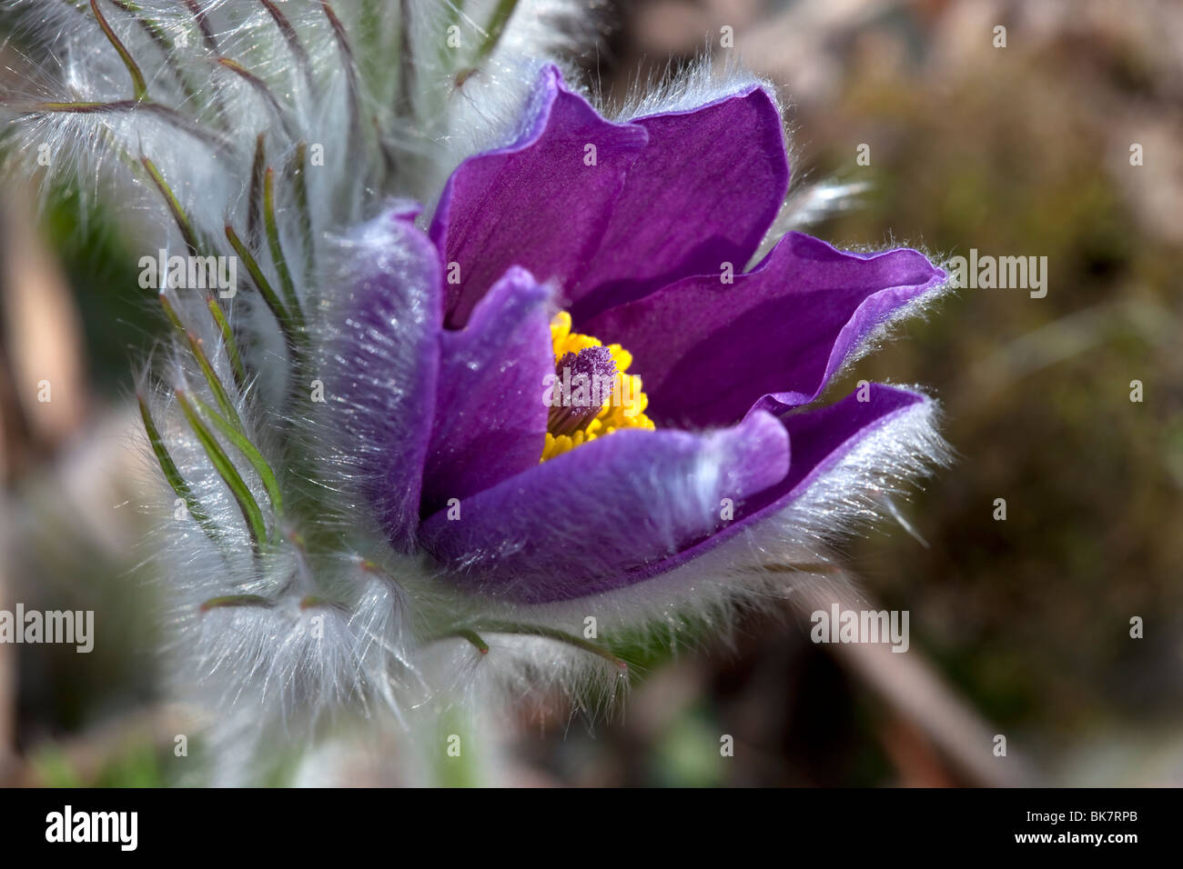 Halleri hi-res stock photography and images - Alamy