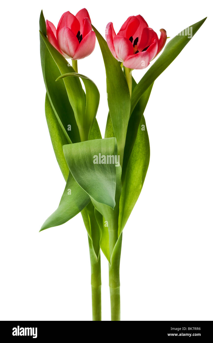 Green leaves pink tulip Cut Out Stock Images & Pictures - Alamy