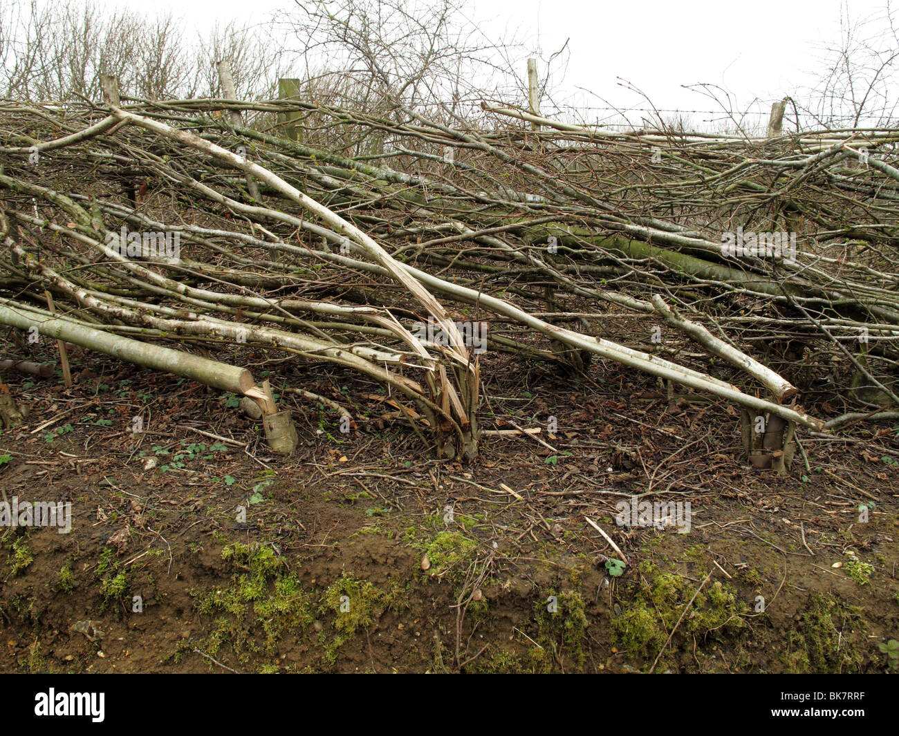 Laying hedge hi-res stock photography and images - Alamy