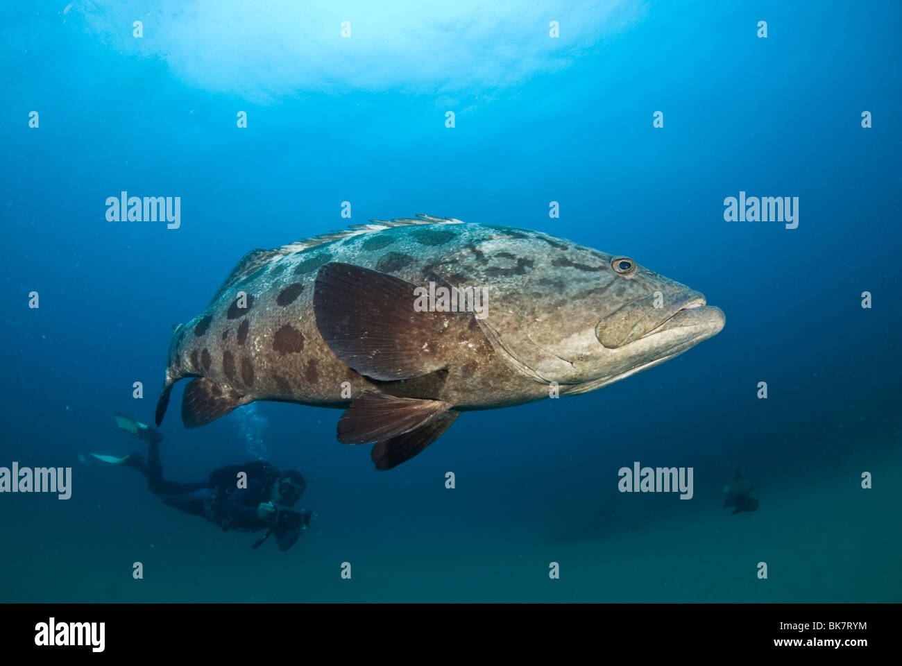 Epinephelus tukula indian hi-res stock photography and images - Alamy