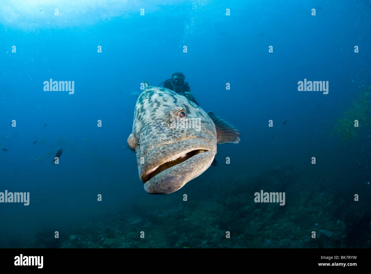 Potato cod, Epinephelus tukula, South Africa, Indian Ocean Stock Photo ...