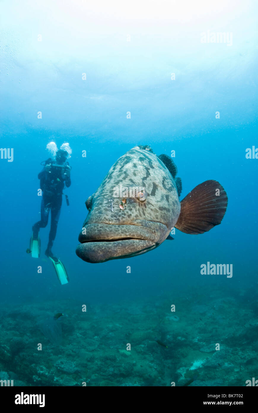 Potato cod, Epinephelus tukula, South Africa, Indian Ocean Stock Photo ...
