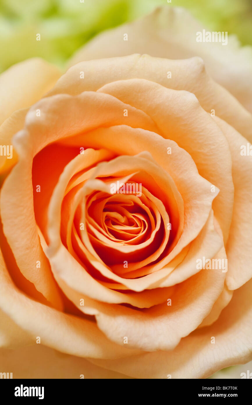 Peach backdrop hi-res stock photography and images - Alamy