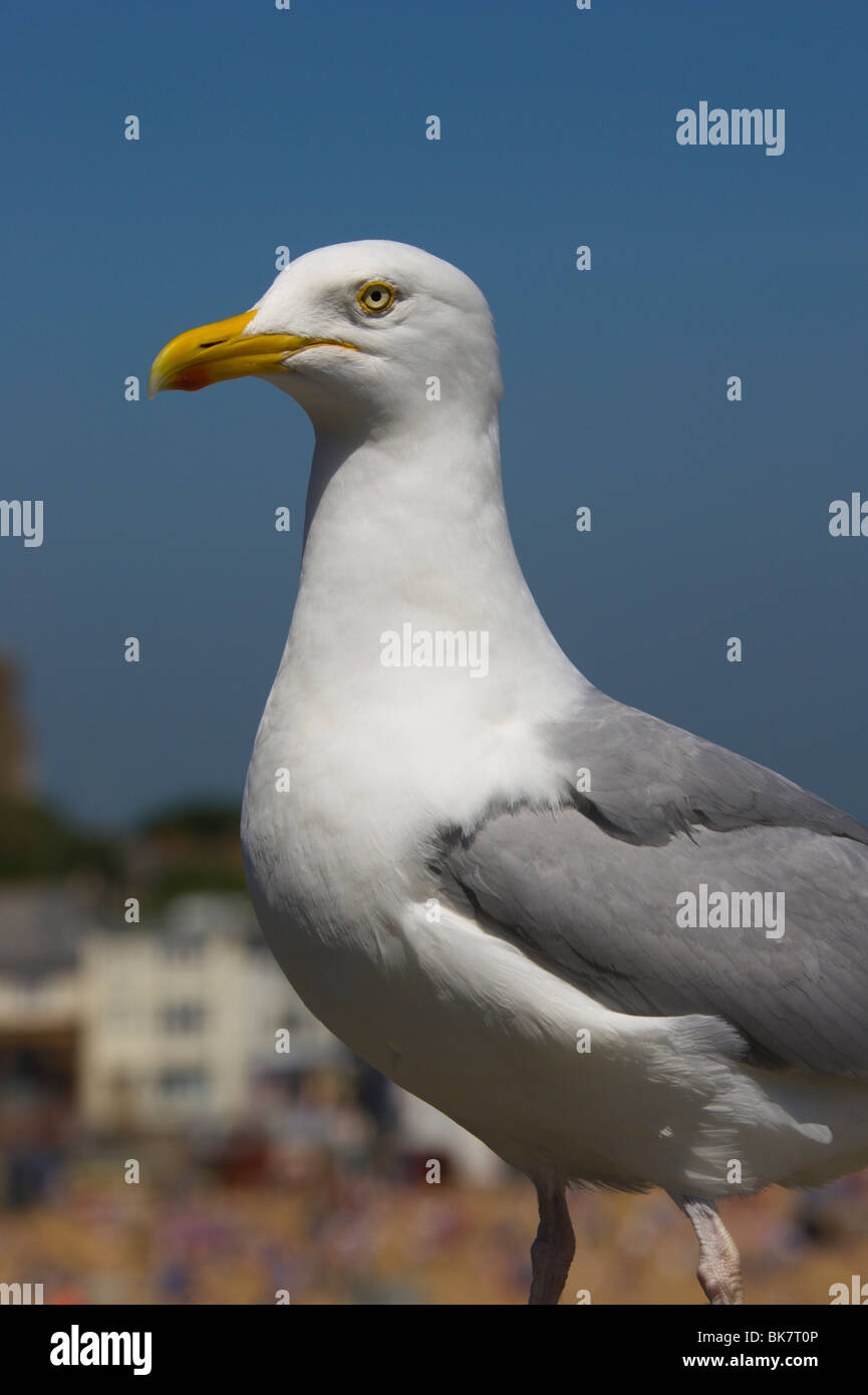 Seabird british seagull hi-res stock photography and images - Alamy