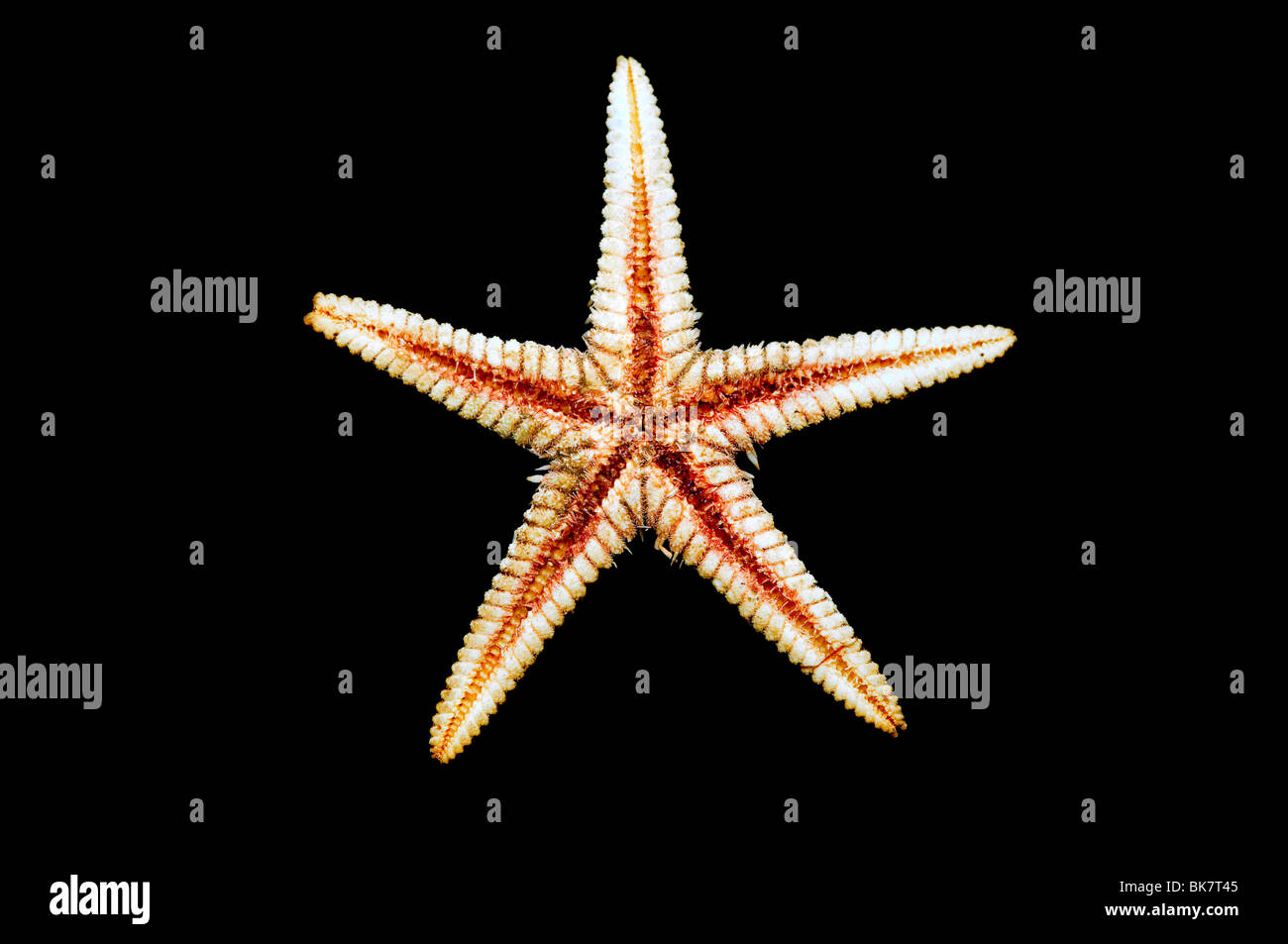 Endoskeleton hi-res stock photography and images - Alamy