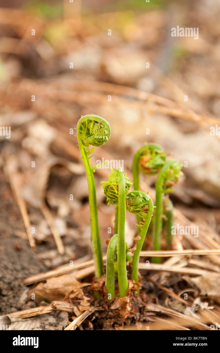Fiddle ferns hi-res stock photography and images - Alamy
