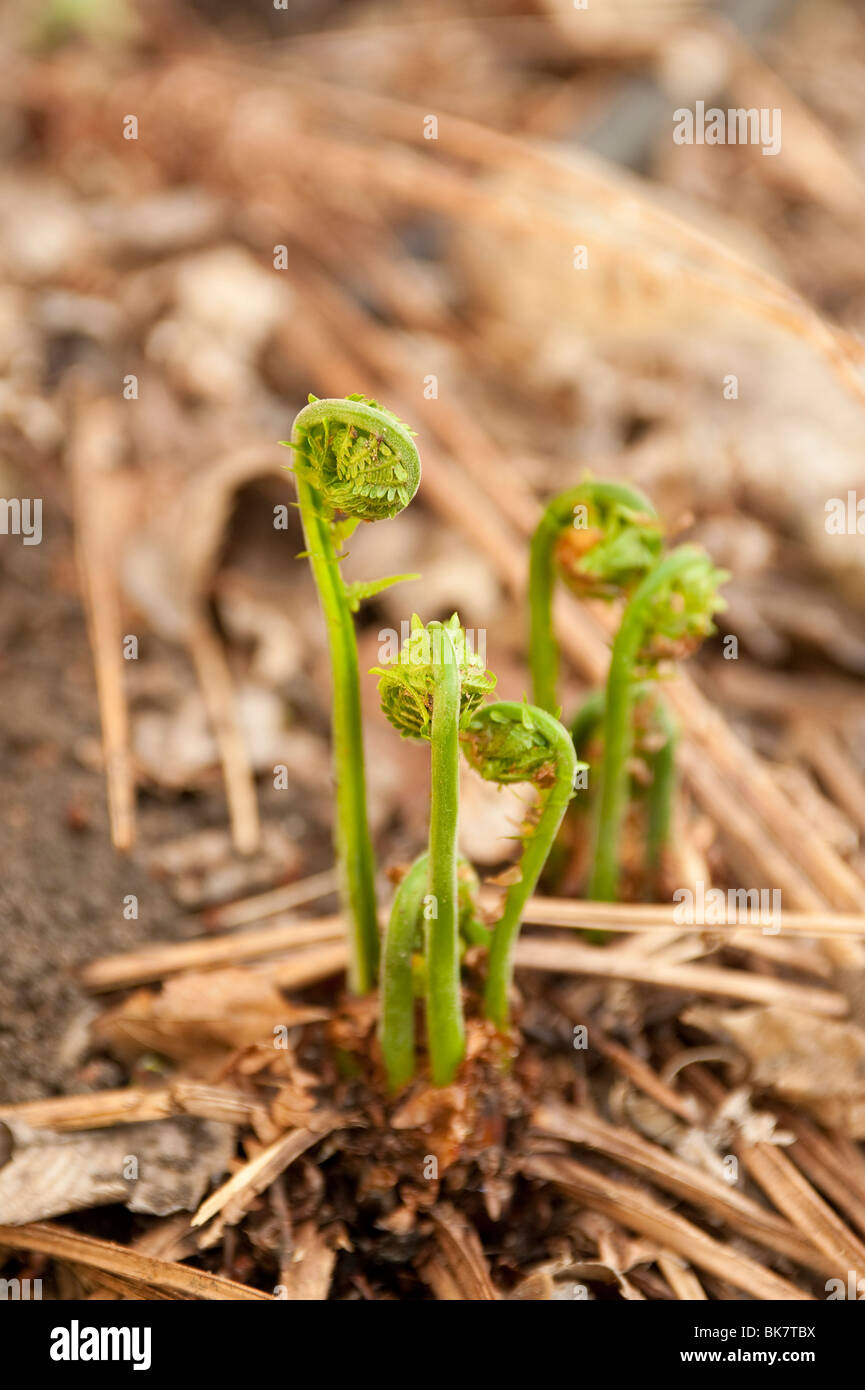 FIDDLE HEADS OF FERNS GROWING IN SPRING Stock Photo - Alamy