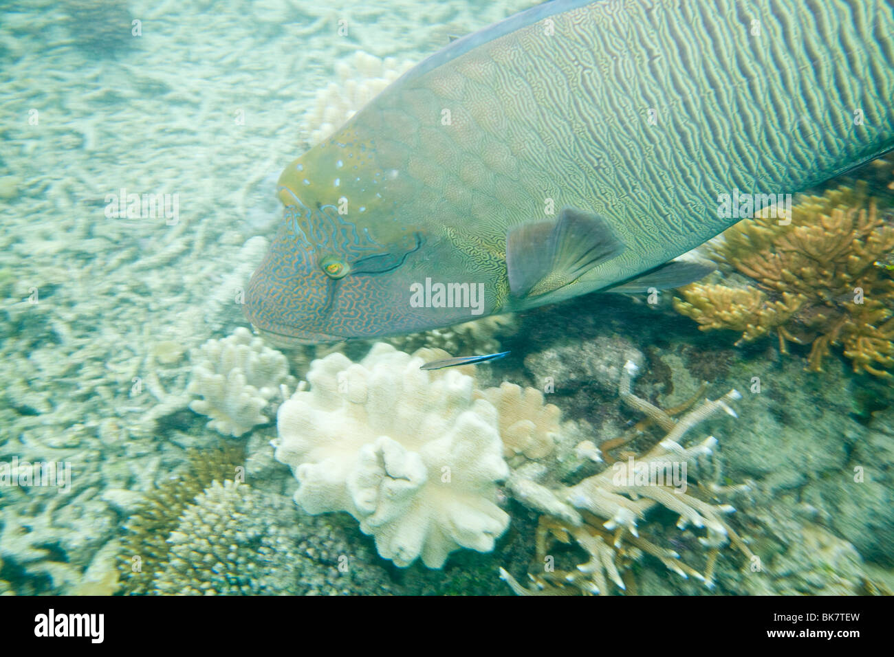 A Grouper on the Great Barrier Reef off Cairns, Australia Stock Photo ...