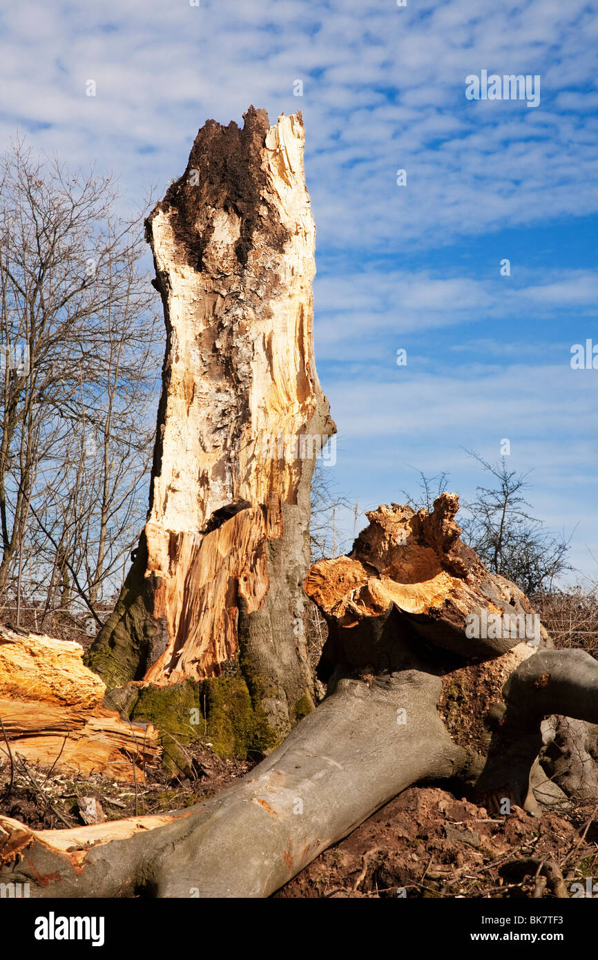 An old rotten tree torn down for safety reasons and broken into pieces ...