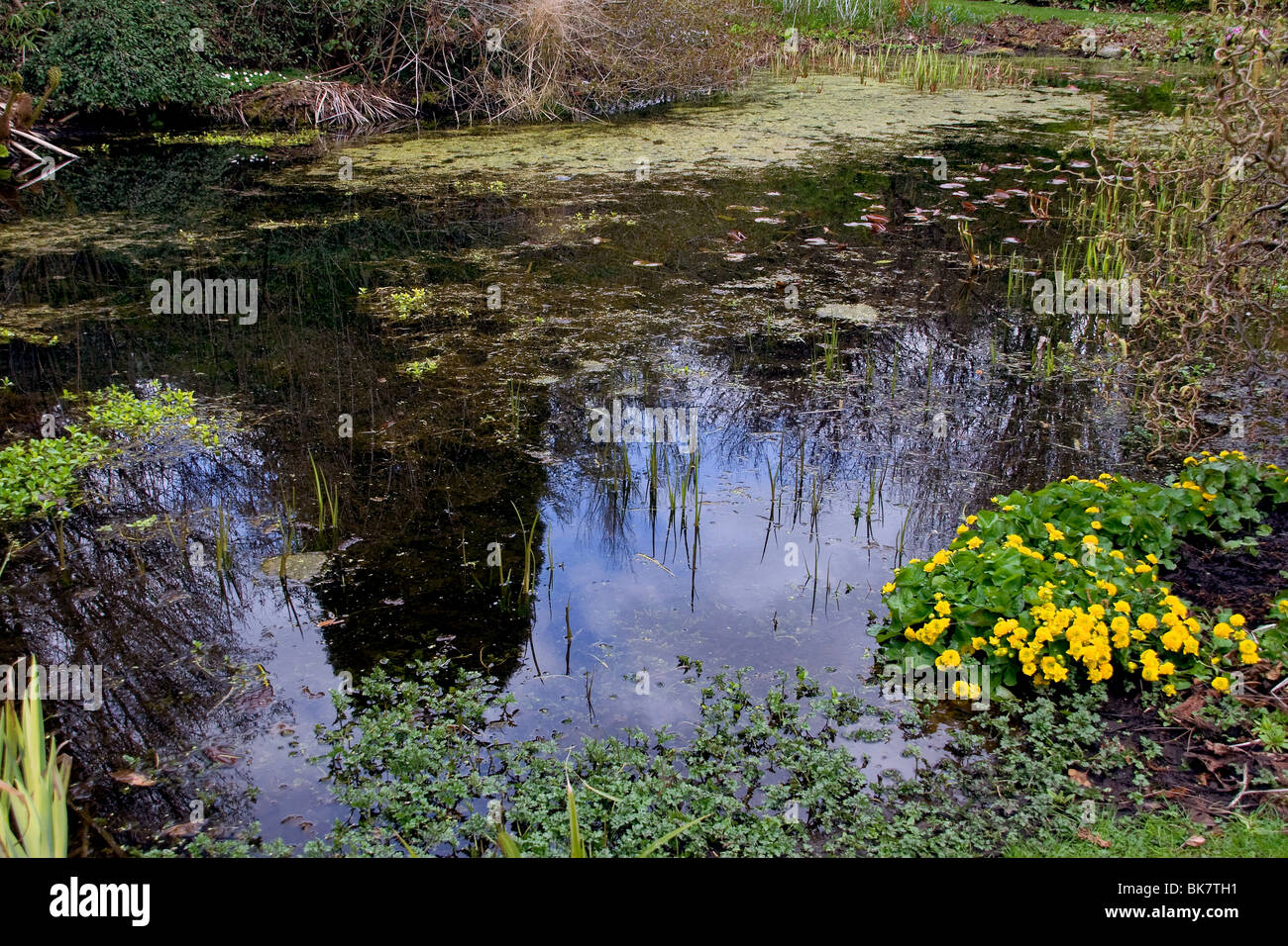 Dundee botanical gardens hi-res stock photography and images - Alamy