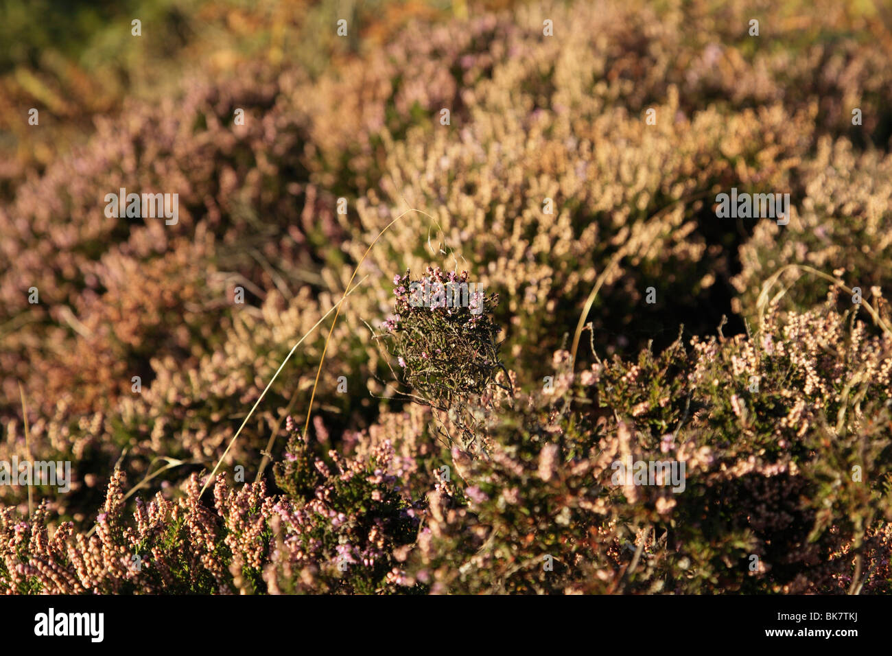 Heather field hi-res stock photography and images - Alamy