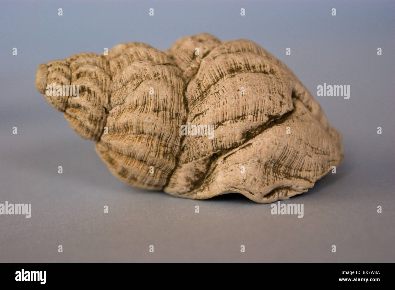 Blue Periwinkle Shell