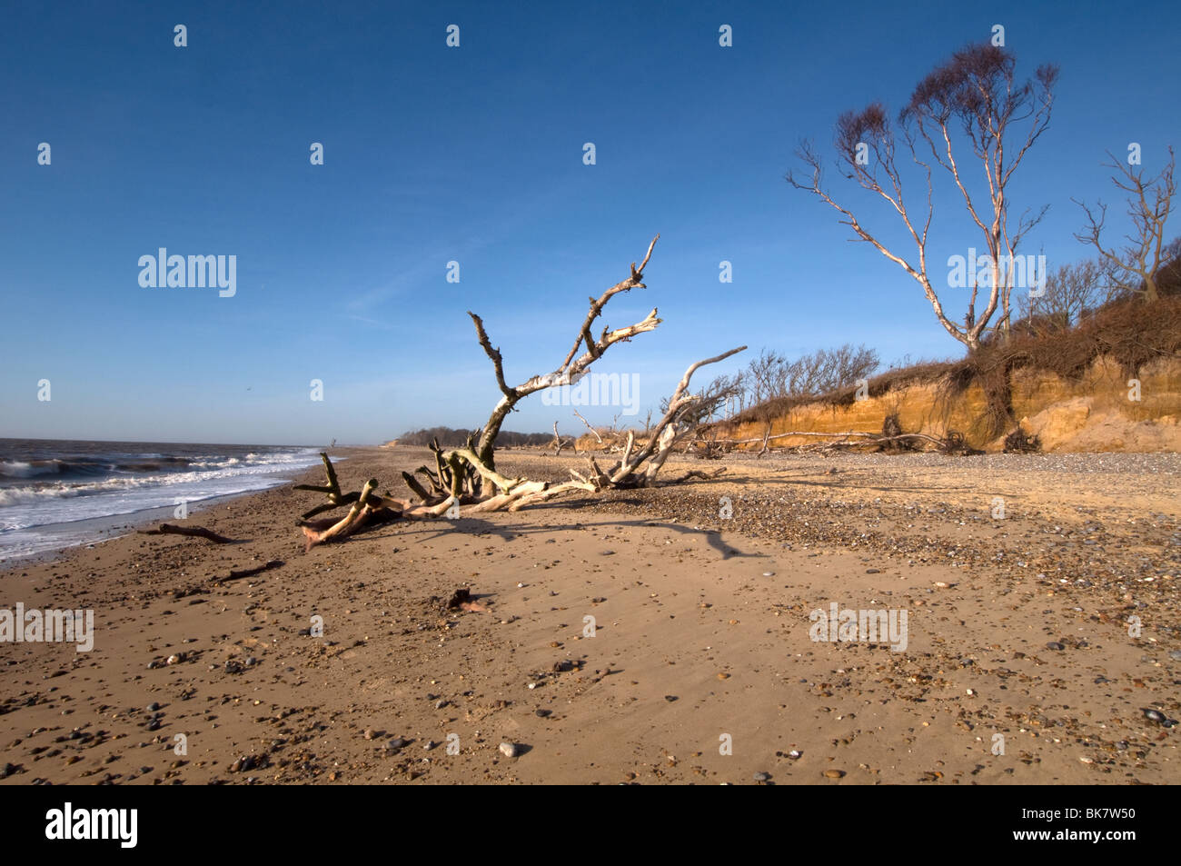 Dead tree beach hi-res stock photography and images - Alamy