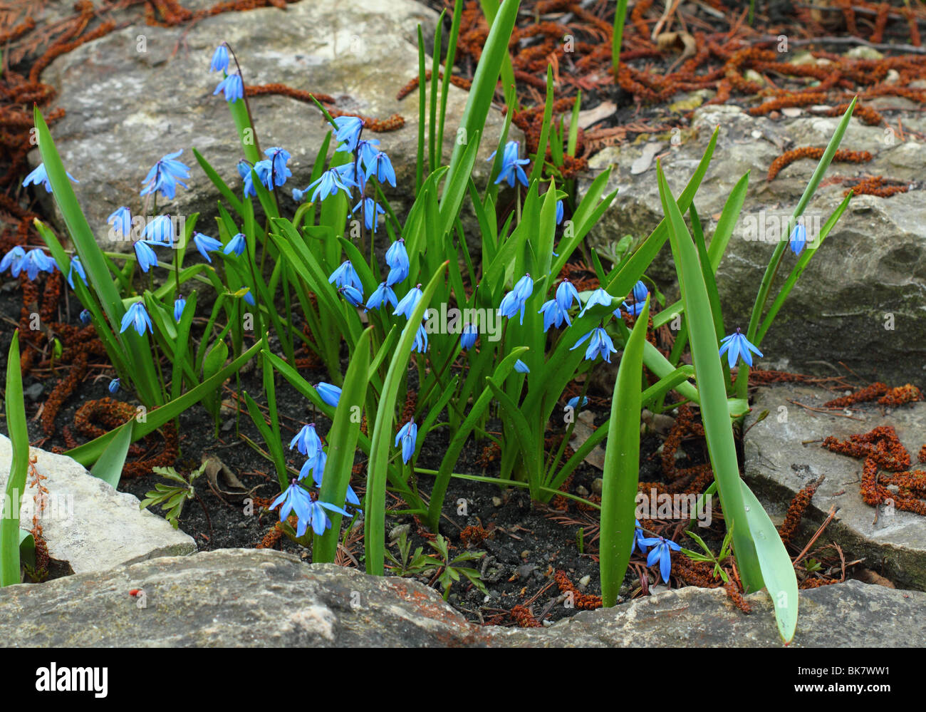 Blue spring flowers Scilla bifolia close up Stock Photo - Alamy