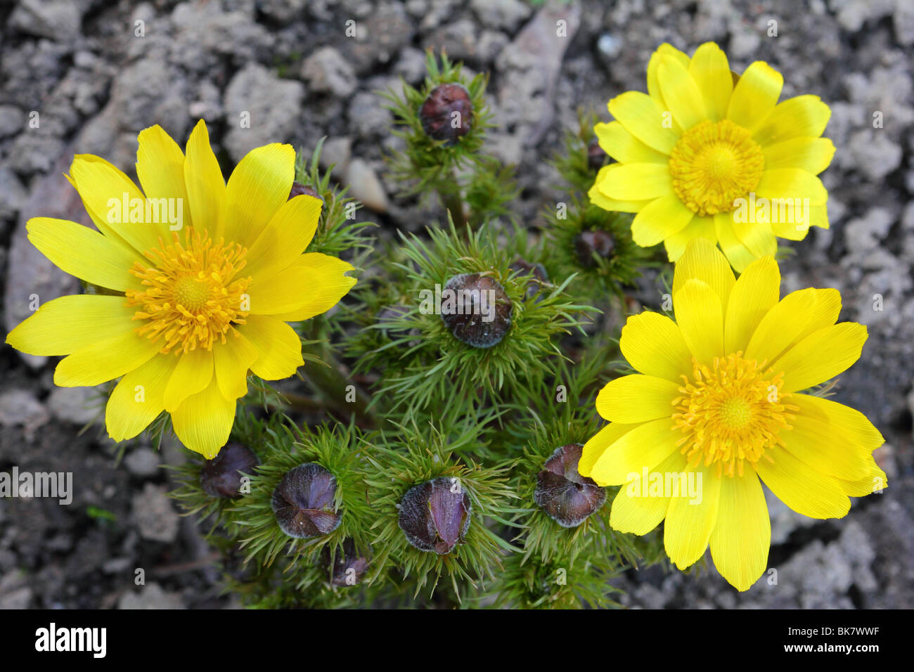 Spring adonis Pheasan's eye yellow spring flowers close up Adonis ...