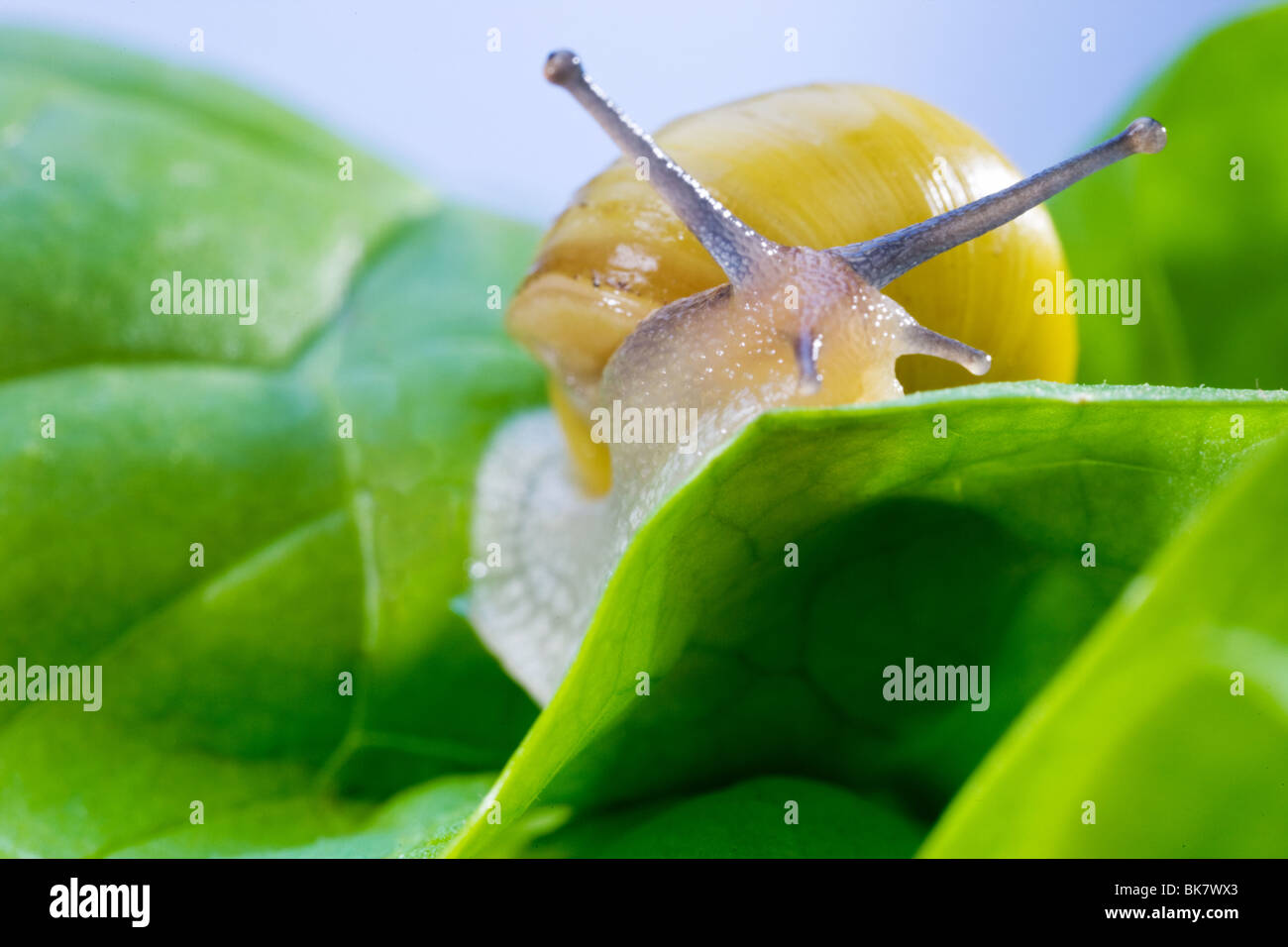 Snail lettuce hi-res stock photography and images - Alamy