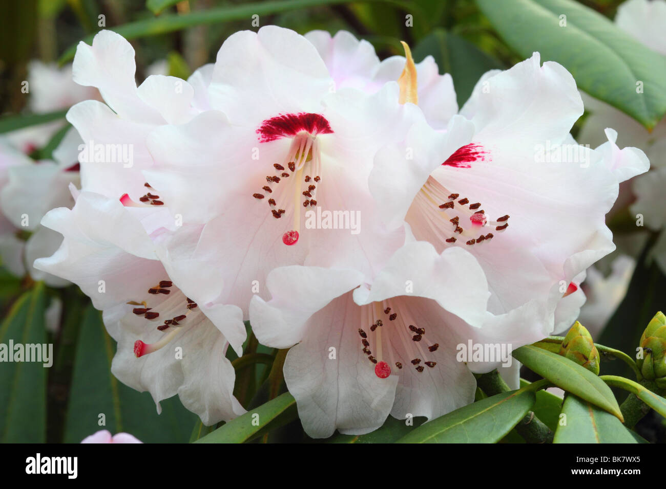 White rhododendron calophytum flowers close up Stock Photo - Alamy