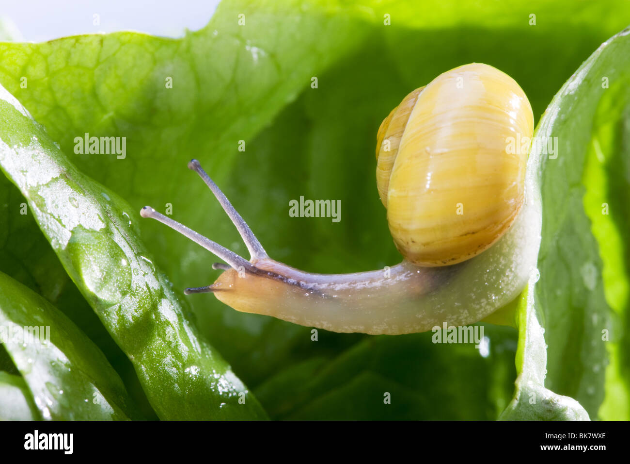 Snail on lettuce leaf Stock Photo - Alamy
