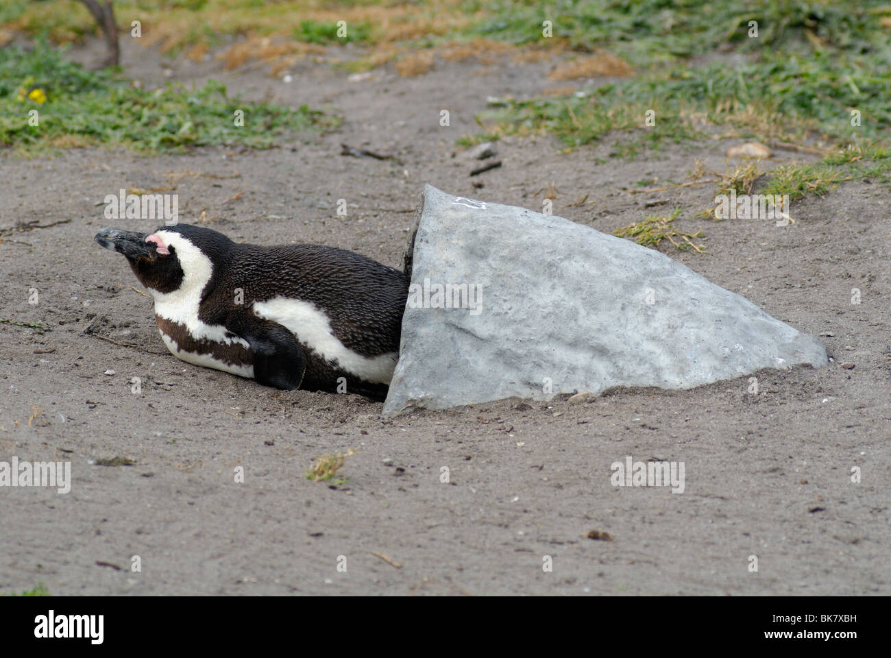 African penguin nest hi-res stock photography and images - Alamy