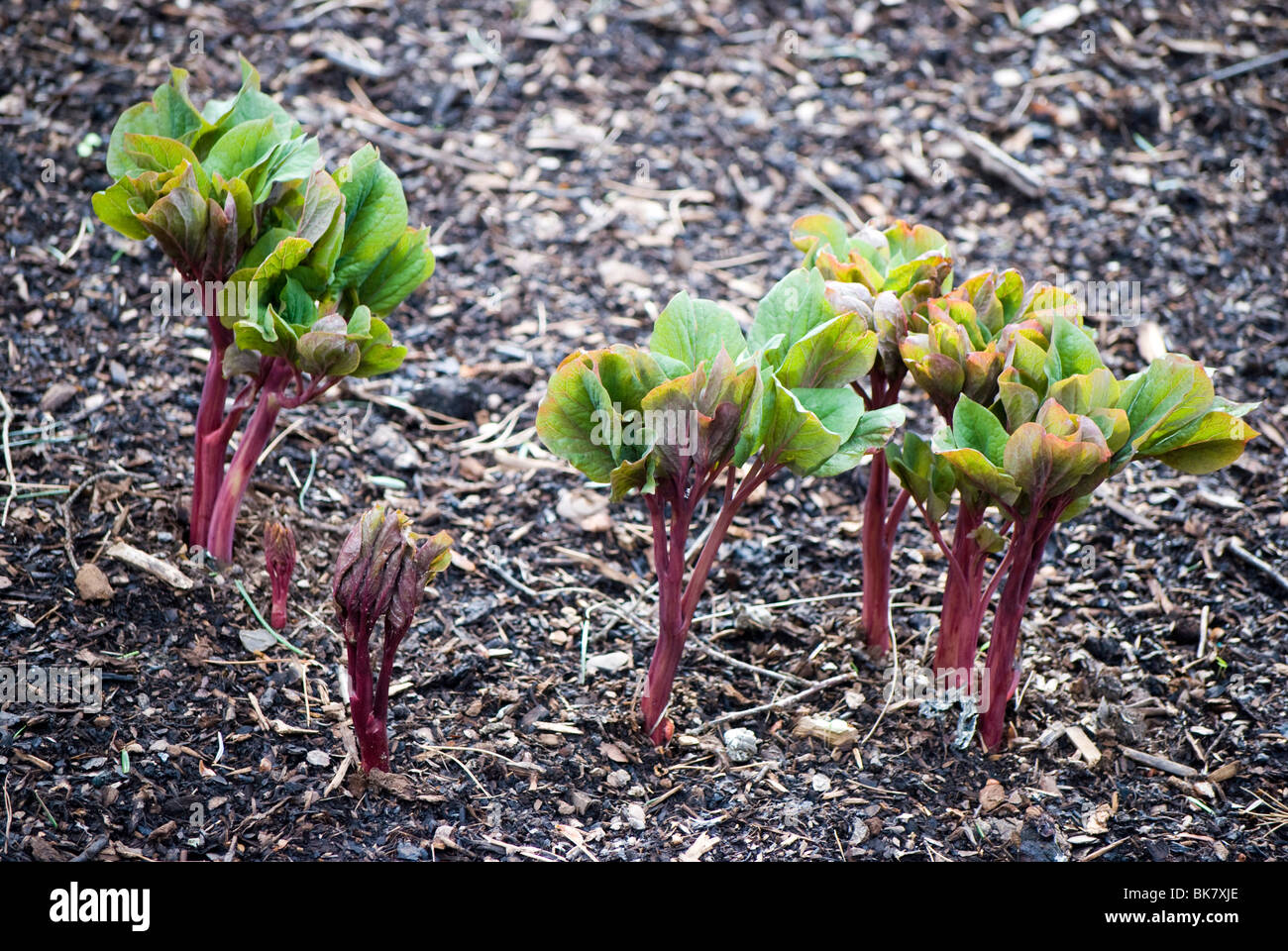 Peony Shoots High Resolution Stock Photography and Images - Alamy