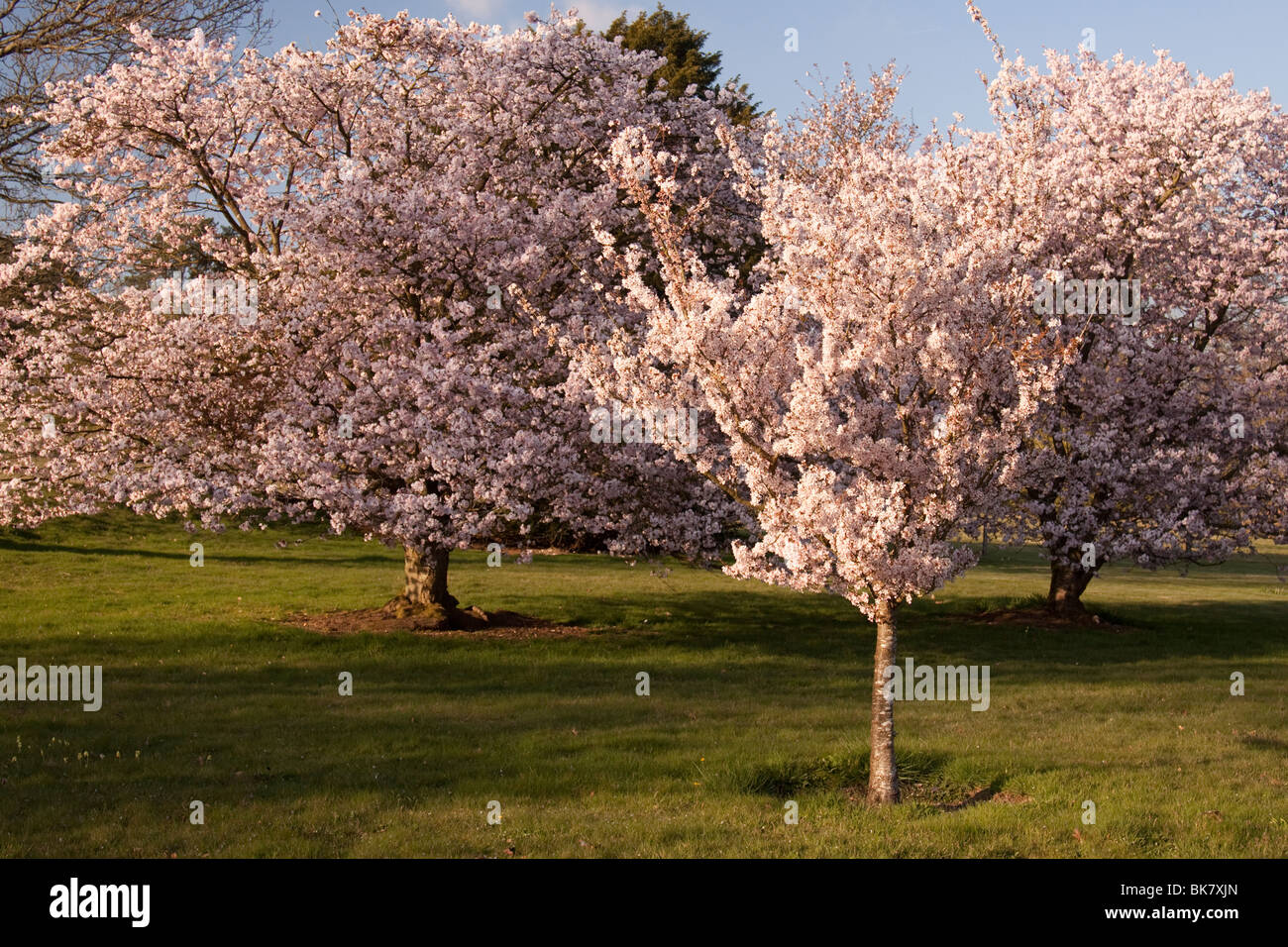 Blossom on trees hi-res stock photography and images - Alamy