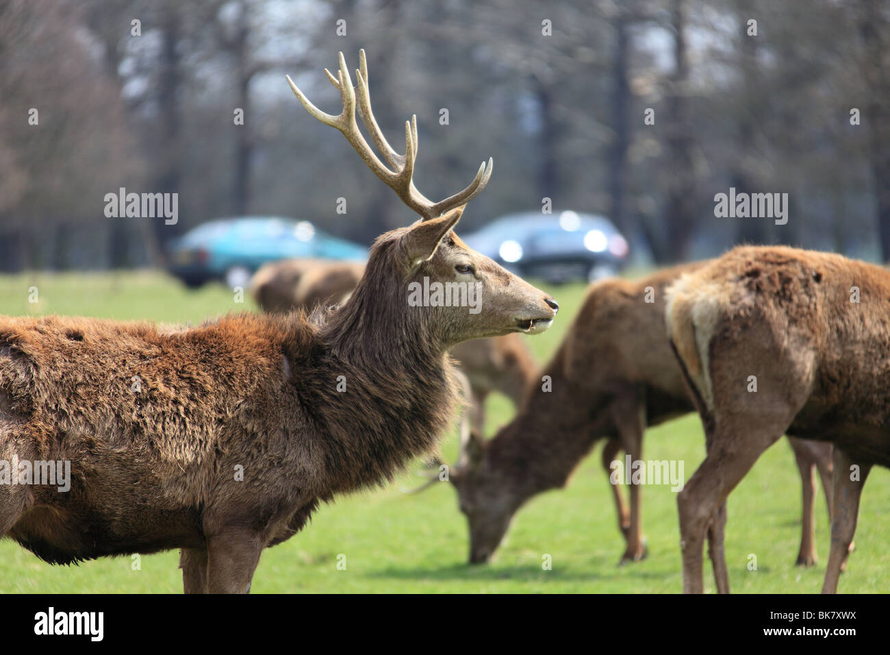 Red and Fallow Deer in London's Richmond Park on a Spring Afternoon ...