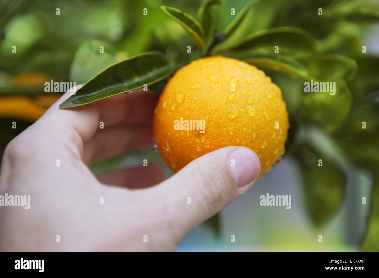 orange on tree human hand holding fruit Stock Photo - Alamy