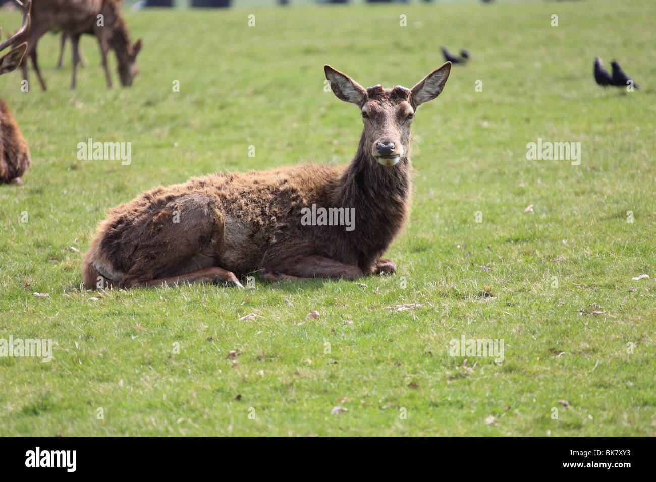 Red and Fallow Deer in London's Richmond Park on a Spring Afternoon ...
