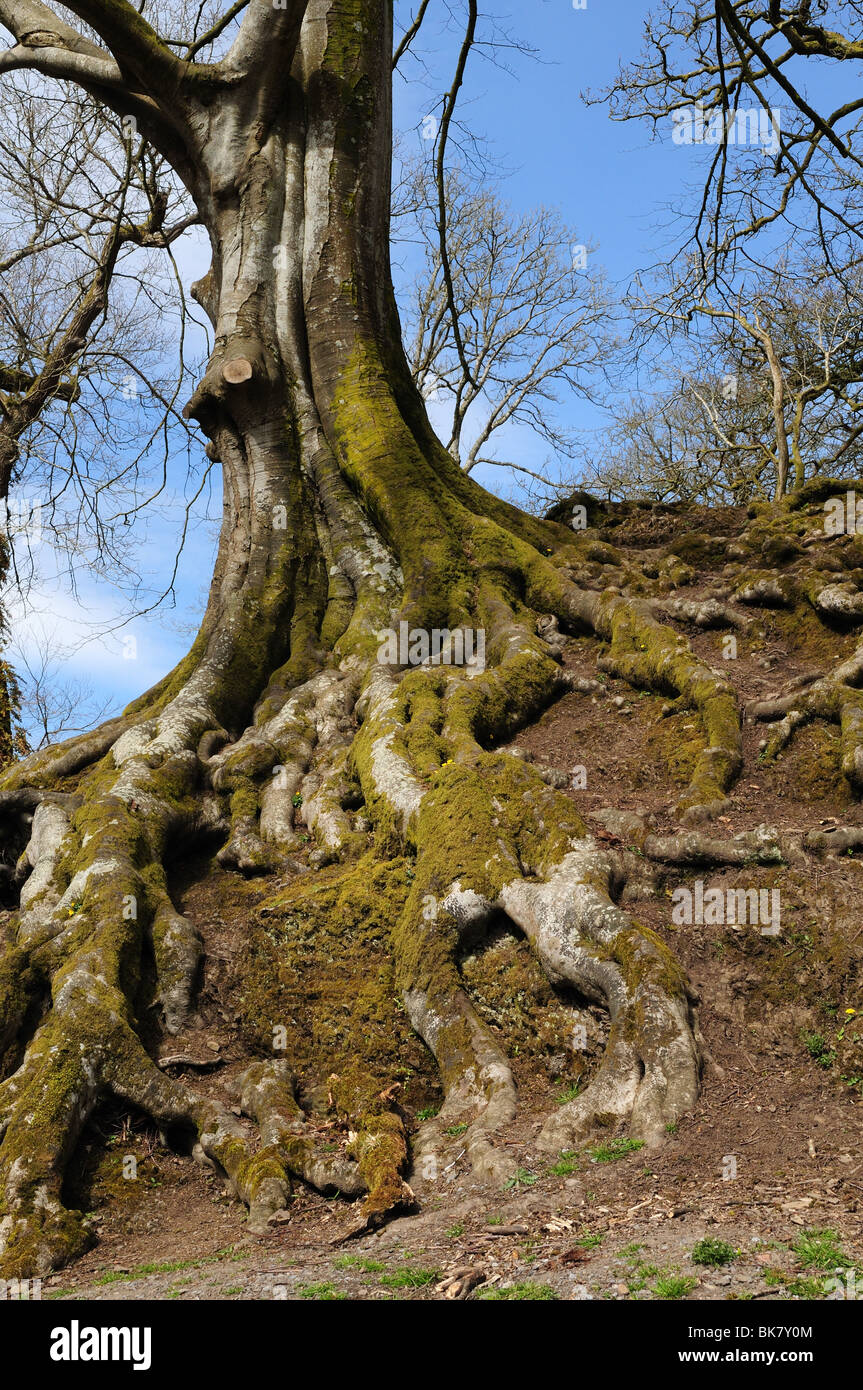 Exposed beech tree roots hi-res stock photography and images - Alamy