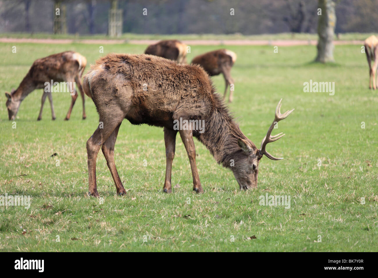 Red and Fallow Deer in London's Richmond Park on a Spring Afternoon ...
