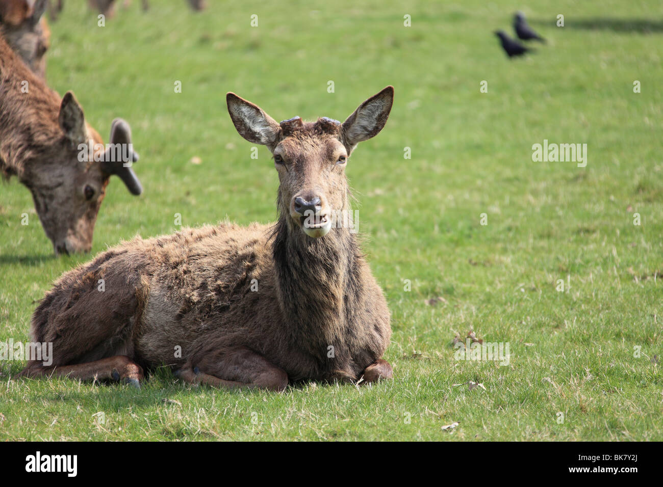 Red and Fallow Deer in London's Richmond Park on a Spring Afternoon ...