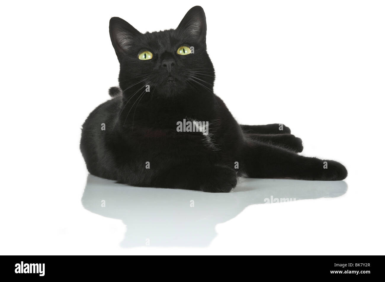 Pure black cat hi-res stock photography and images - Alamy