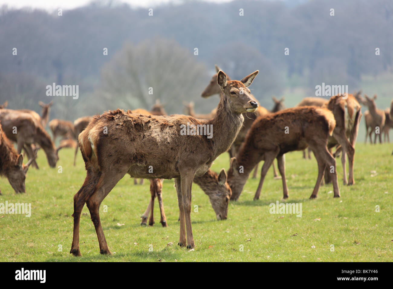 Red and Fallow Deer in London's Richmond Park on a Spring Afternoon ...