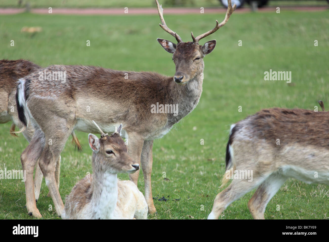 Red and Fallow Deer in London's Richmond Park on a Spring Afternoon ...