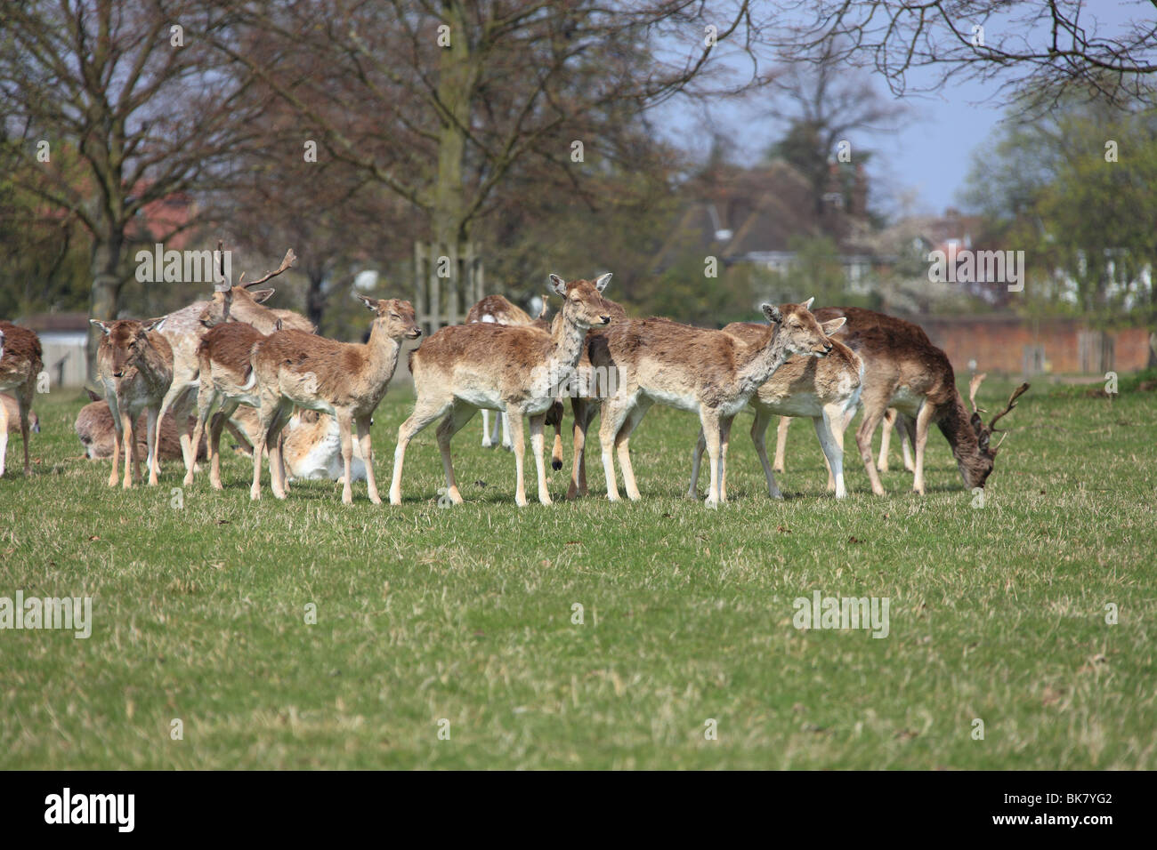 Red and Fallow Deer in London's Richmond Park on a Spring Afternoon ...