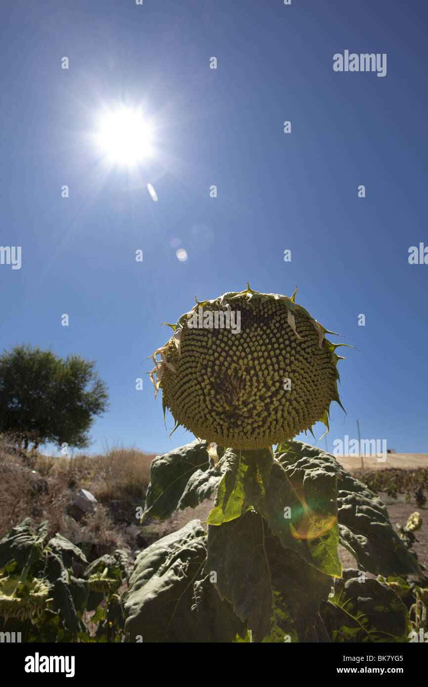 Sunflower dead hi-res stock photography and images - Alamy