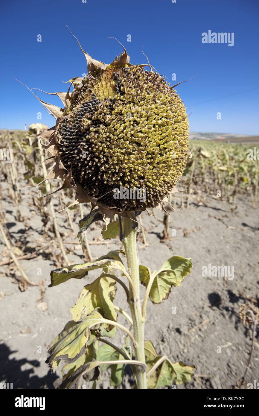 Sunflower decay hi-res stock photography and images - Alamy