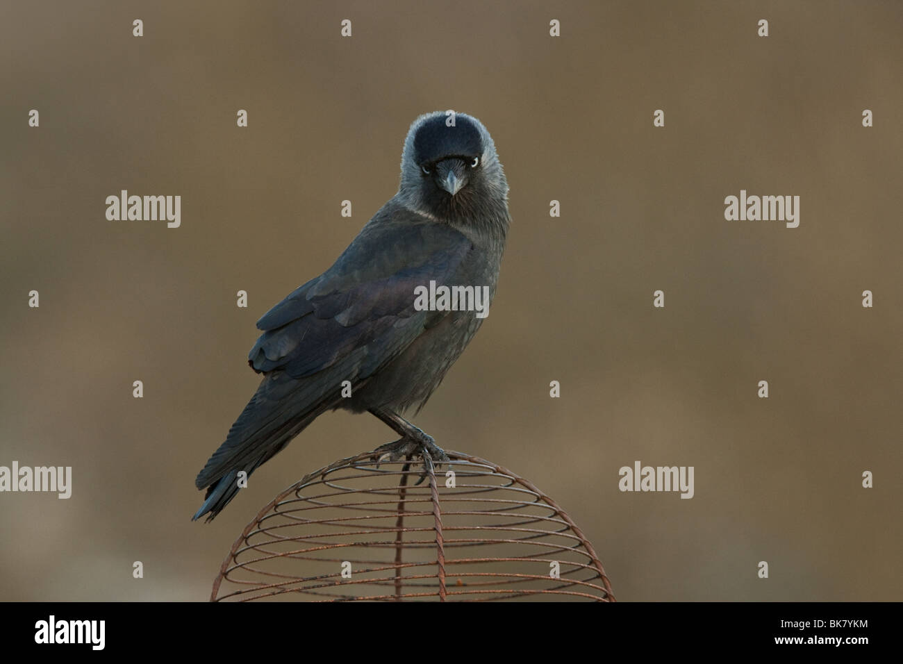Jackdaw uk chimney hi-res stock photography and images - Alamy