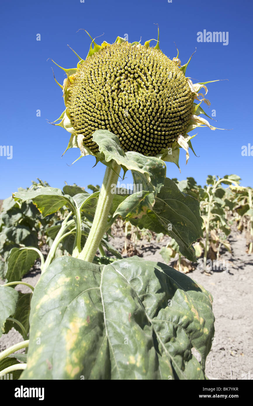 Sunflower dead hi-res stock photography and images - Alamy