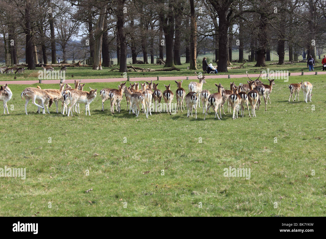 Red and Fallow Deer in London's Richmond Park on a Spring Afternoon ...