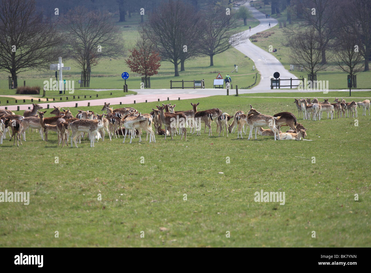 Red and Fallow Deer in London's Richmond Park on a Spring Afternoon ...