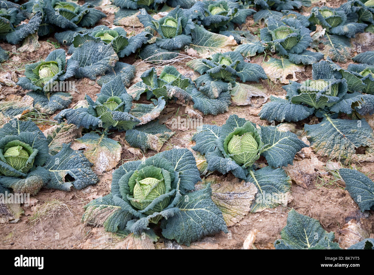 Field of cabbages Stock Photo - Alamy