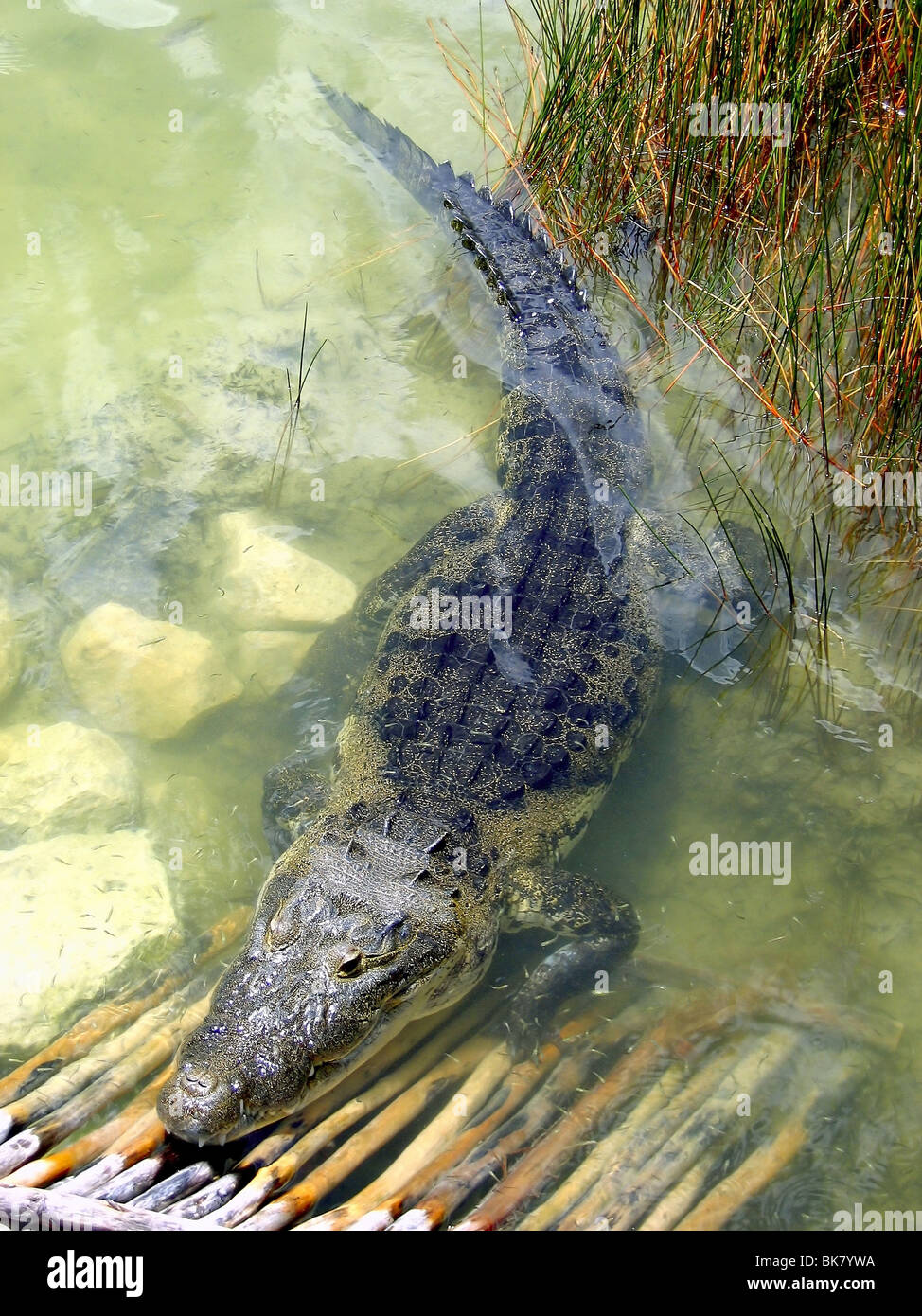 Real crocodile hi-res stock photography and images - Alamy