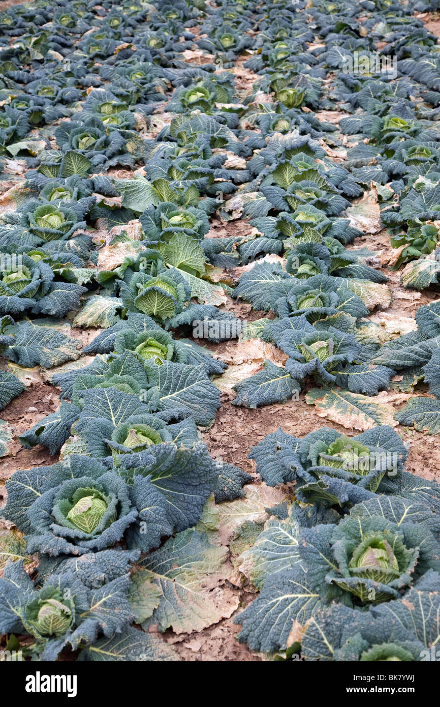 Field of cabbages Stock Photo - Alamy