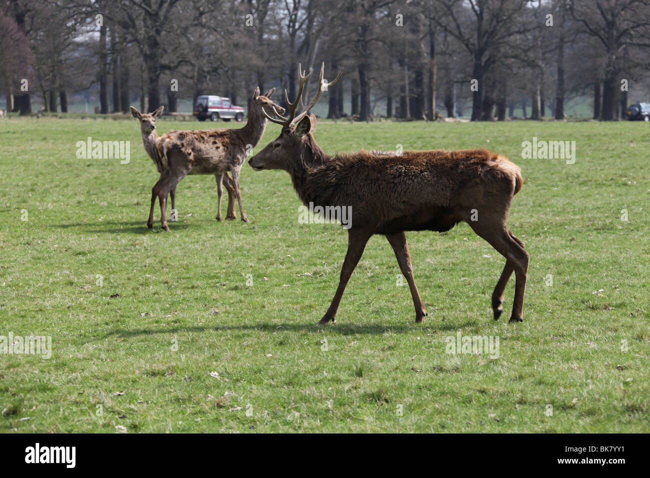 Red and Fallow Deer in London's Richmond Park on a Spring Afternoon ...