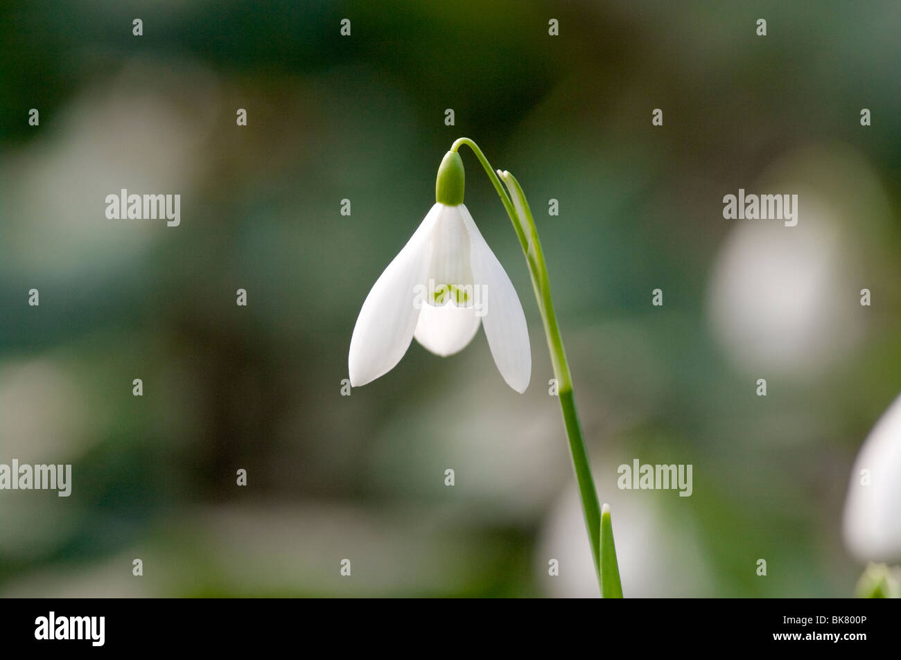Single snowdrop hi-res stock photography and images - Alamy