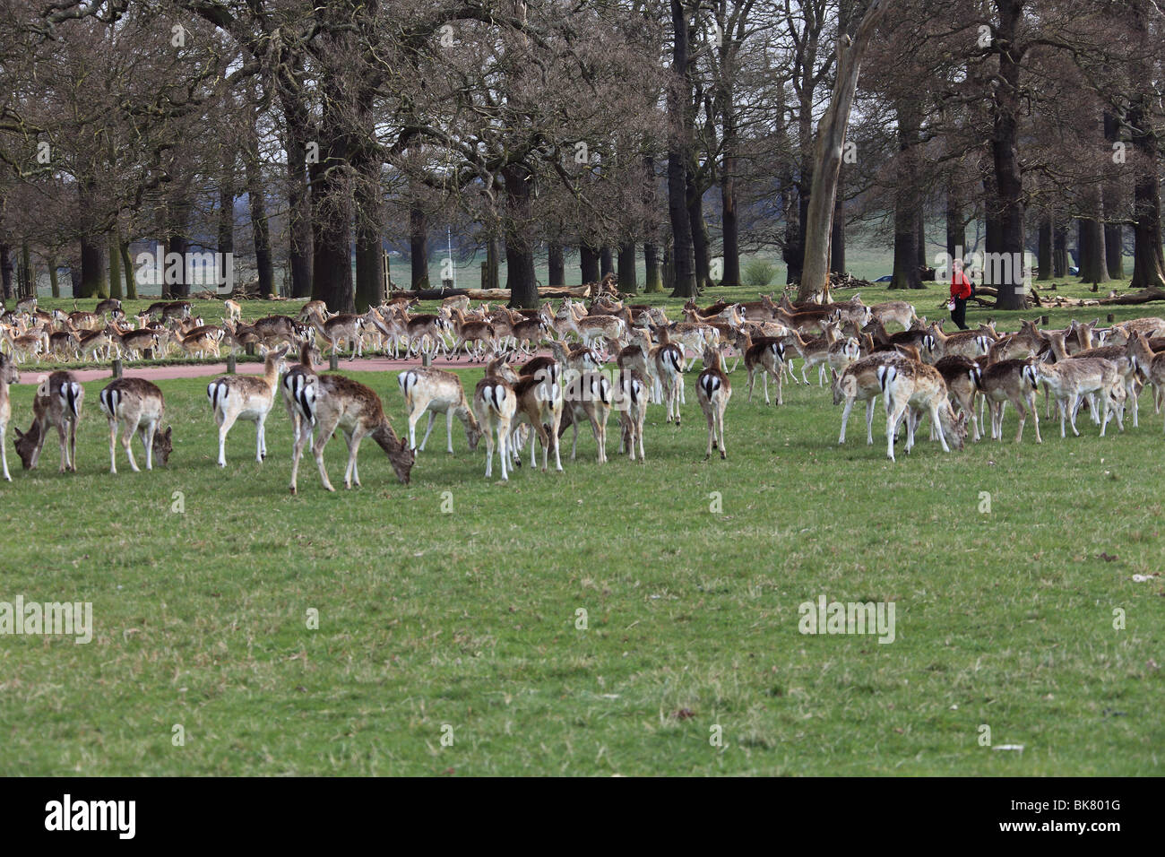 Red and Fallow Deer in London's Richmond Park on a Spring Afternoon ...